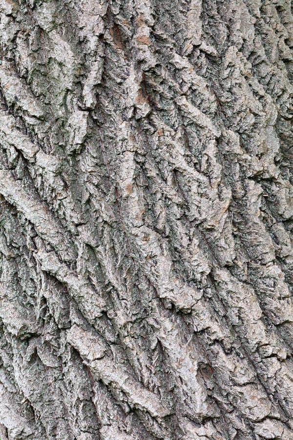 Embossed Highly Detailed Oak Tree Bark Texture, Close Up Stock Image ...