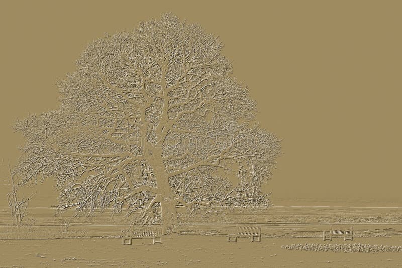 Embossed Image of a Bare Oak Tree Quercus on a Winter`s Day Stock Image ...