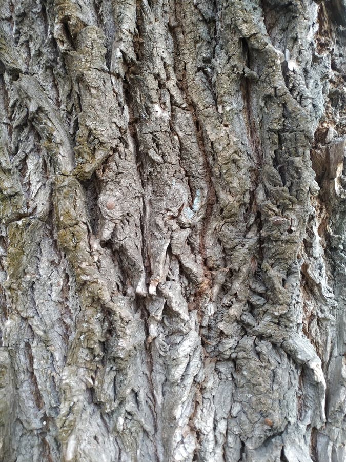 Relief Wood Carving of a Fish Stock Photo - Image of fish, artwork ...