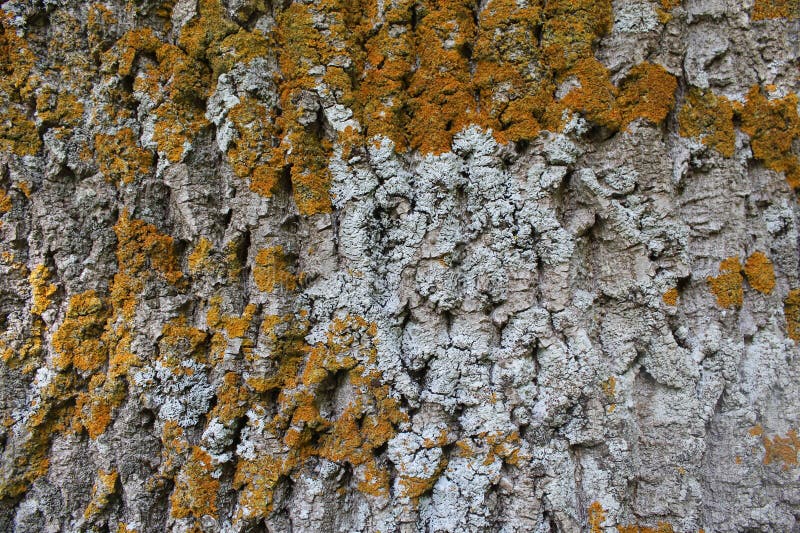 Embossed Texture of the Ash Bark. Photo of the Fir Tree with Moss and ...