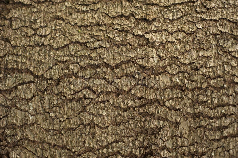 Embossed Texture of the Bark of Fir. Photo of the Fir-tree Texture ...
