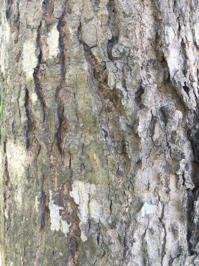 Embossed Texture of the Bark of Mango Tree Stock Image - Image of ...