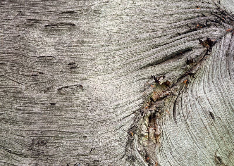 Embossed Texture of the Bark of Old Tree for Decorative Design ...