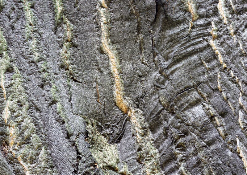 Embossed Texture of the Bark of Old Tree for Decorative Design or ...
