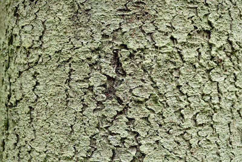 Embossed Texture Bark of Tree with Green Moss and Lichen on it. Spruce ...