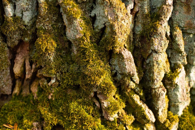 Embossed Texture of the Brown Bark of a Tree with Green Moss Stock ...