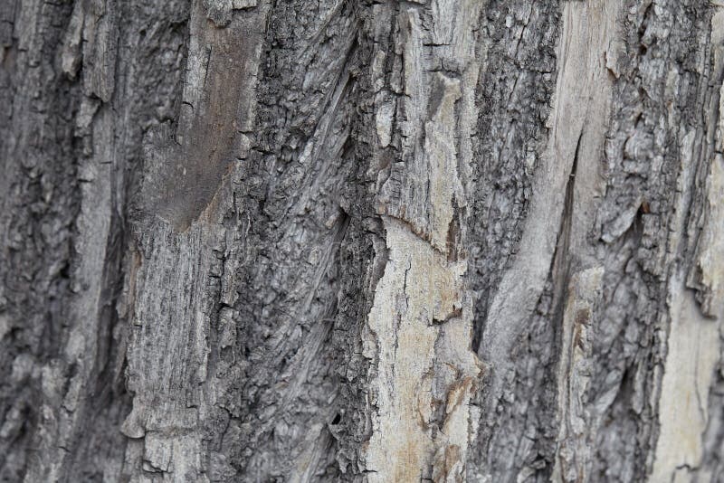 Natural Texture of Agate. Striped Background Stock Photo - Image of ...