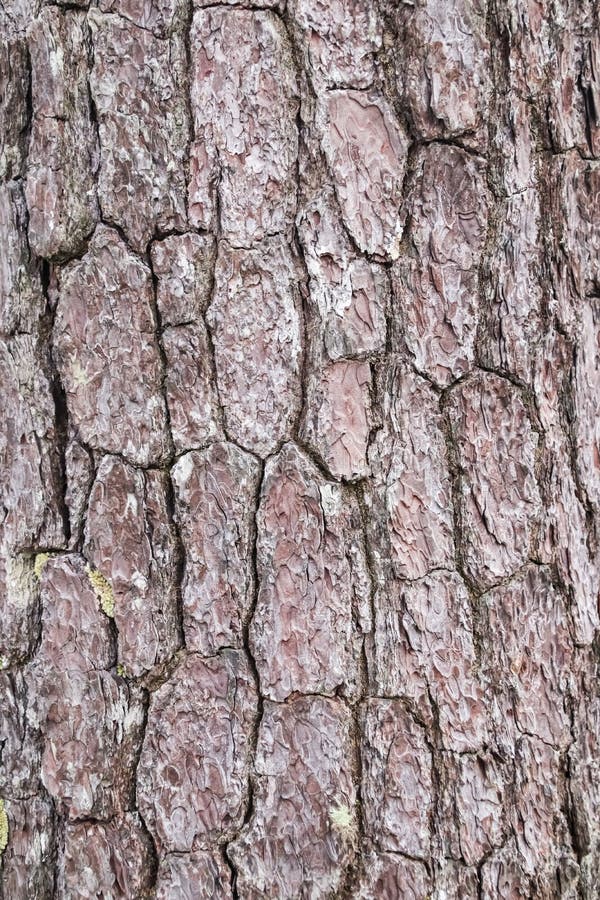 Embossed Texture of the Red Bark Stock Photo - Image of crack, texture ...