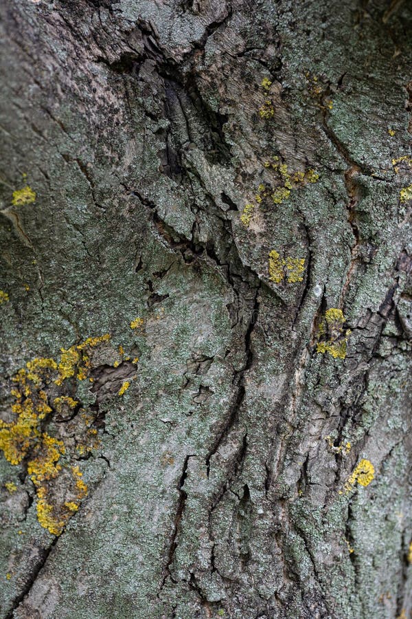 Embossed Texture of Tree Bark. Tree Trunk with Natural Bark Patterns on ...