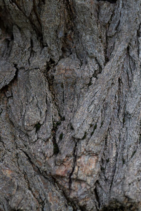 Embossed Texture of Tree Bark. Tree Trunk with Natural Bark Patterns on ...