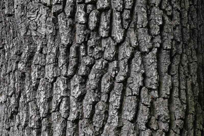 Embossed Texture of Tree Bark. Tree Trunk with Natural Bark Patterns on ...