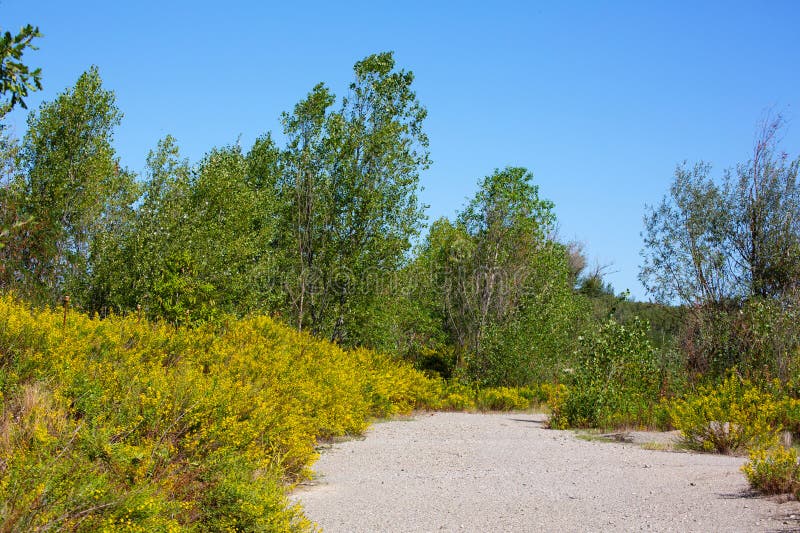 Spring Landscape Dirt Road in the Forest Against the Blue Sky with ...