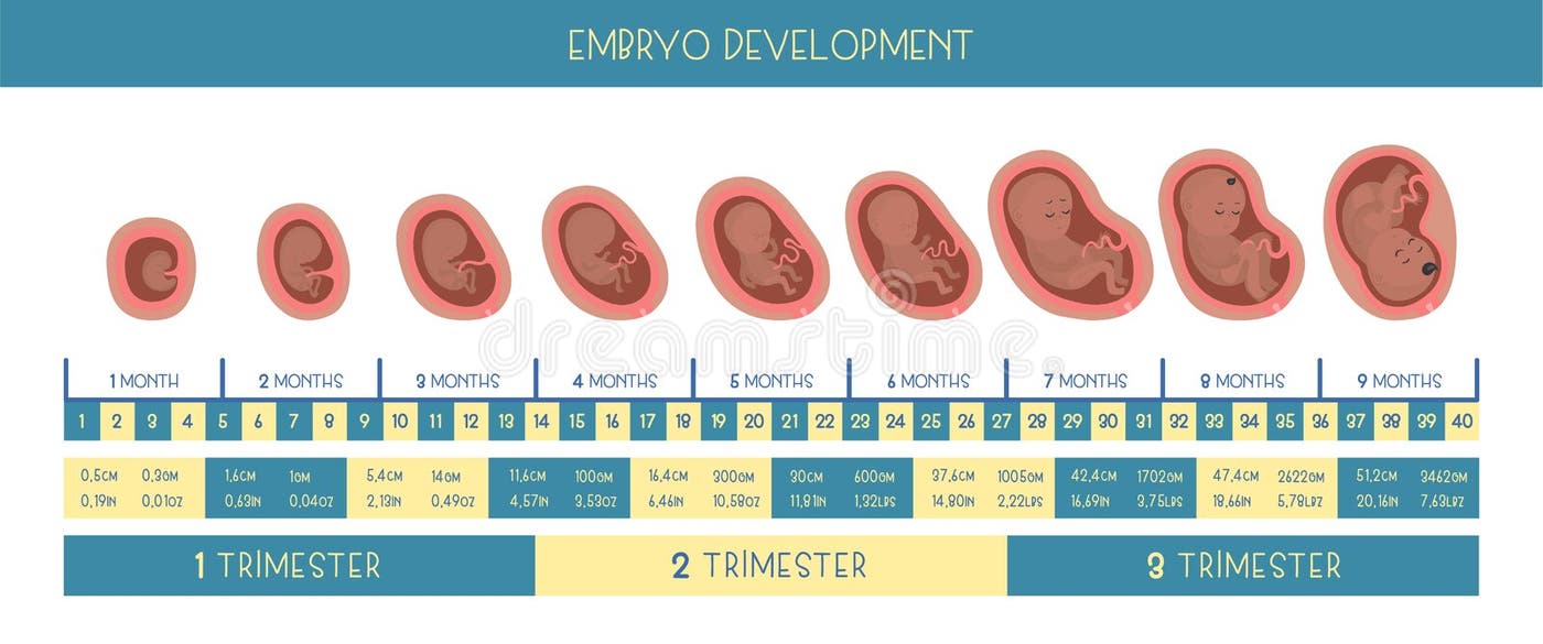 Embrio Stock Illustrations – 96 Embrio Stock Illustrations, Vectors ...