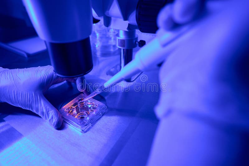 Embriologist Putting Sperm Sample To Examine Under Microscope Stock ...