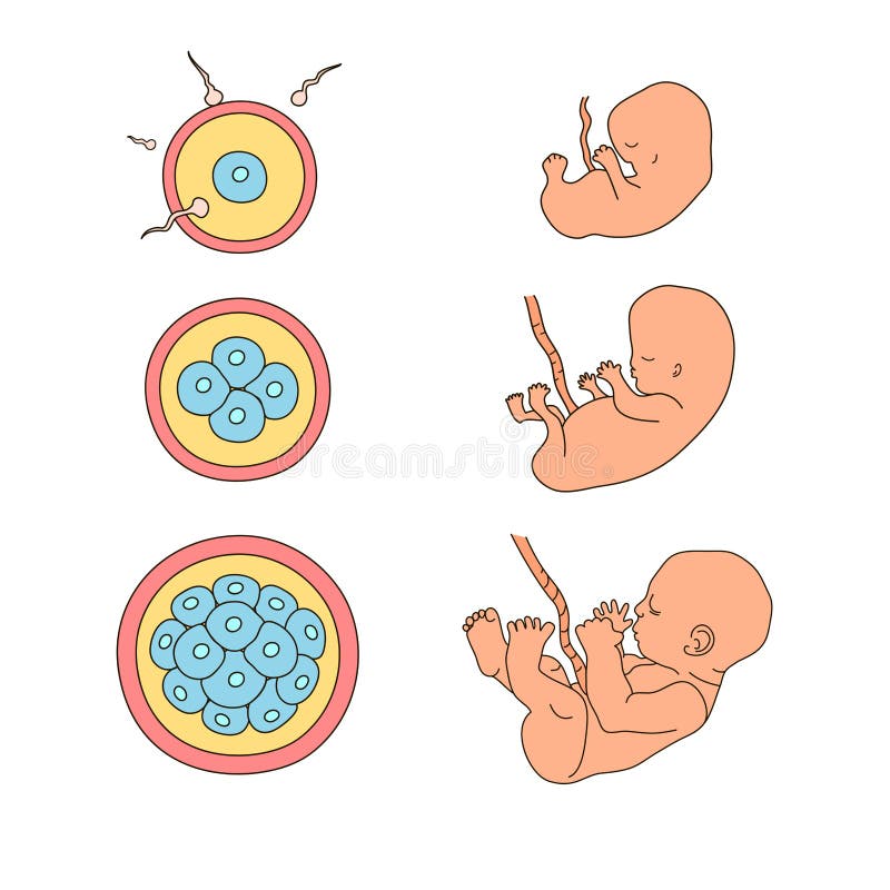 Human Anatomy Illustration. Pregnancy Stages. Embryo Development. Child ...