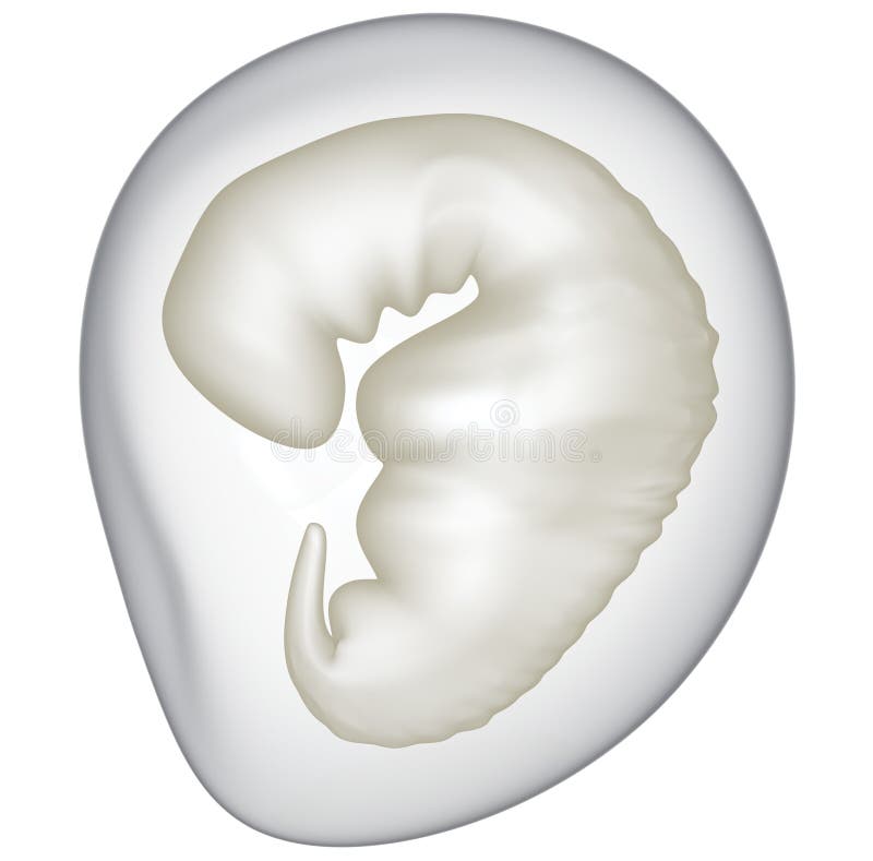 Embryo Stock Illustrations – 8,277 Embryo Stock Illustrations, Vectors ...