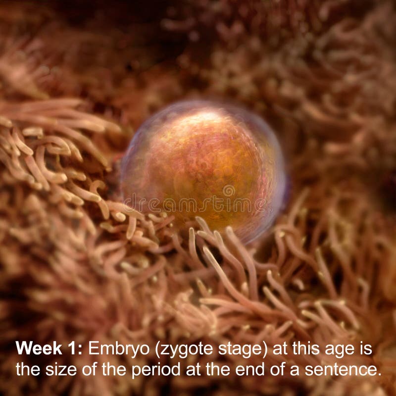 1 week embryo stock photo. Image of embryonic, fetus - 336917188