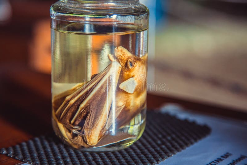 Embryo Bat in Glass Jar with Formaldehyde Stock Image - Image of ...