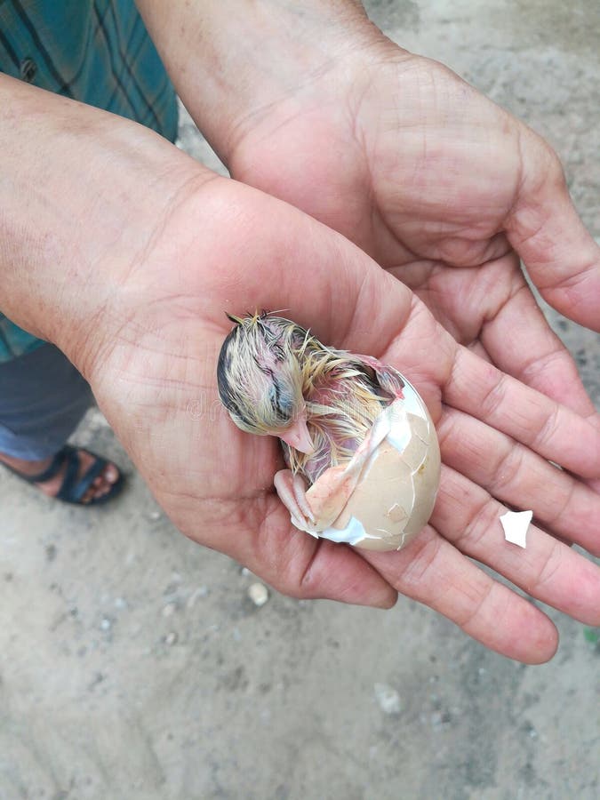 Embryo of Chick in Its Egg Shell Stock Photo - Image of hatching ...