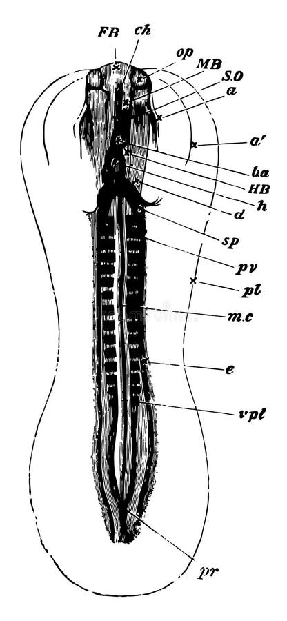 Embryo Chick, Vintage Illustration Stock Vector - Illustration of ...