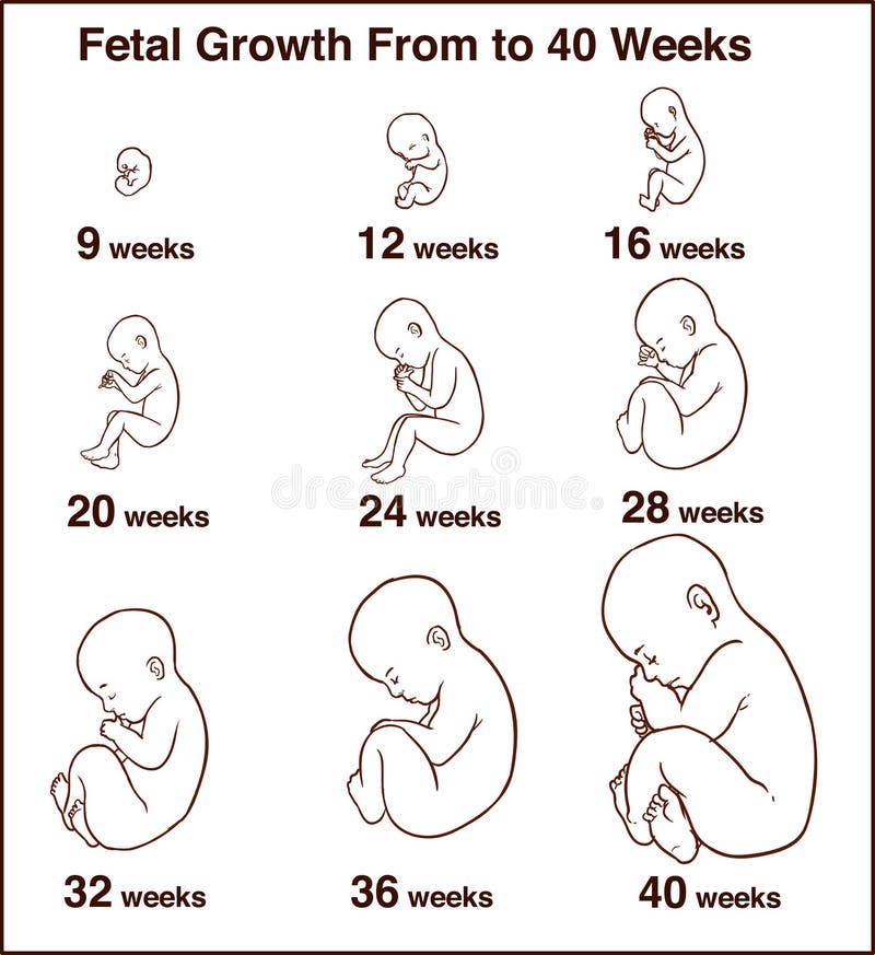 Embryo Development Human Fetus Growth Stages Of Pregnancy Vecto Stock