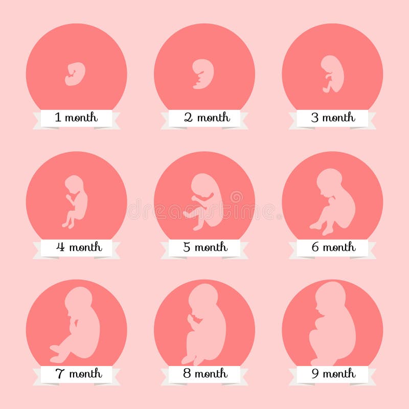 Embryo Development Human Fetus Growth Stages Of Pregnancy Vector