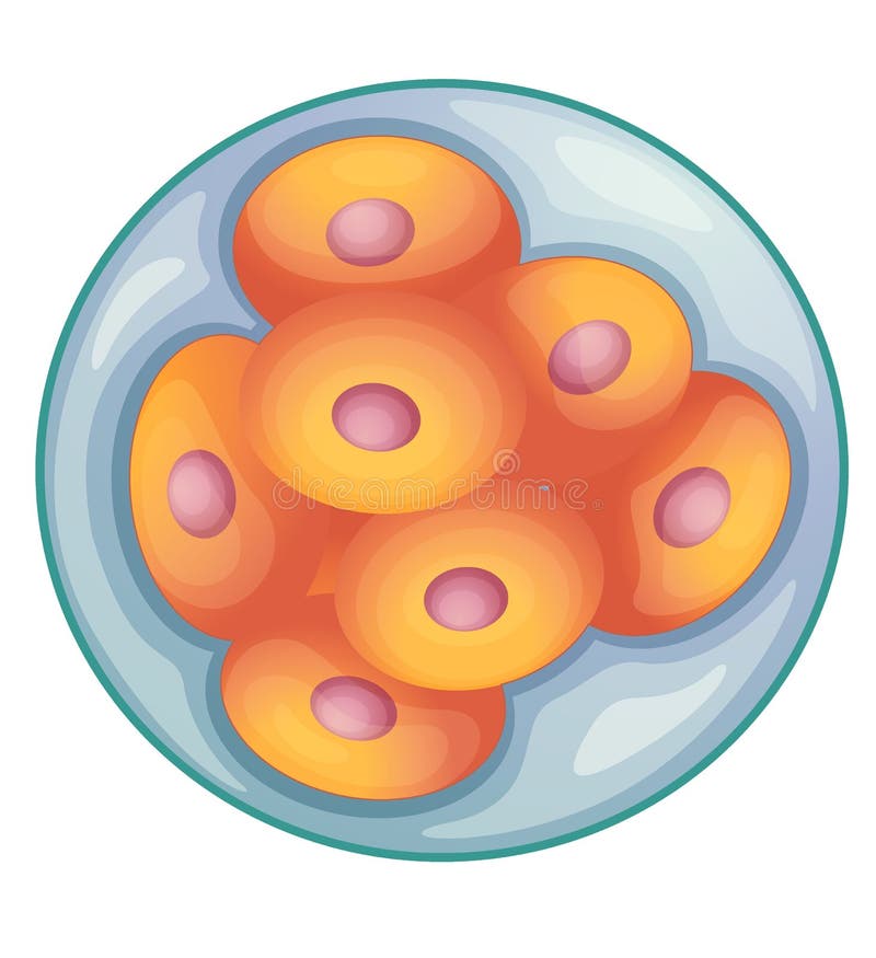 Embryo development stock vector. Illustration of development - 49513700
