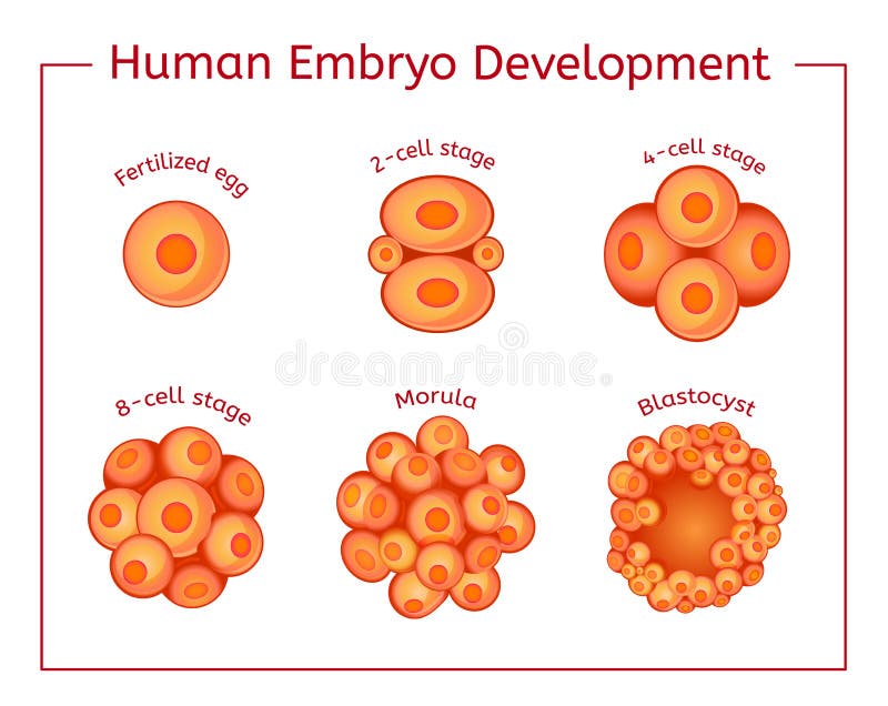 Early Human Embryo Development Stock Illustrations – 101 Early Human ...