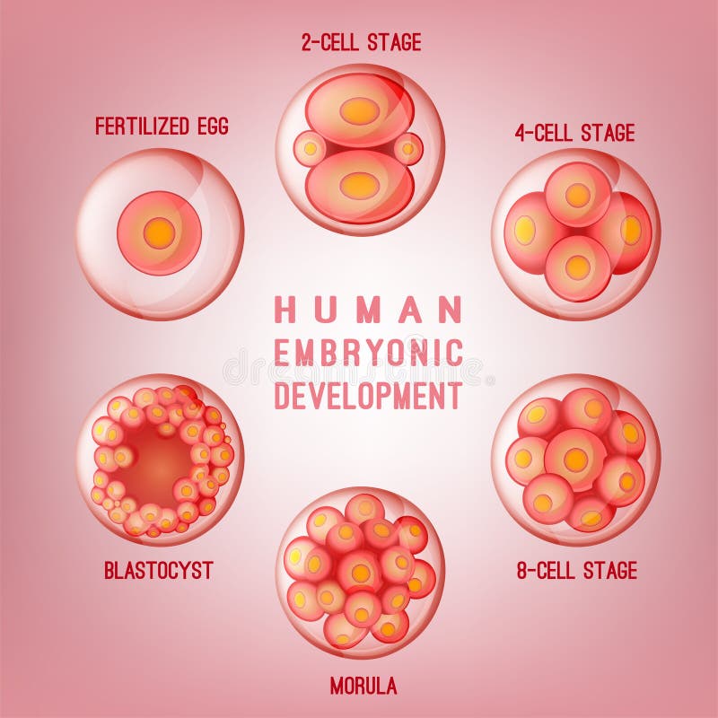 Development of the Human Embryo. Stock Vector - Illustration of ...