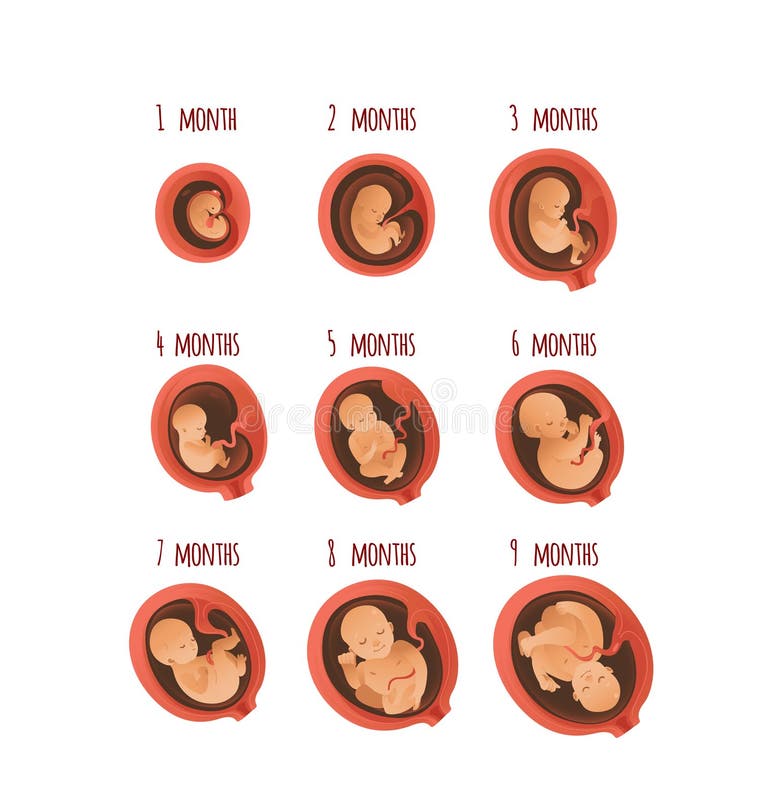 Fetus Development Stages Stock Illustrations 408 Fetus Development