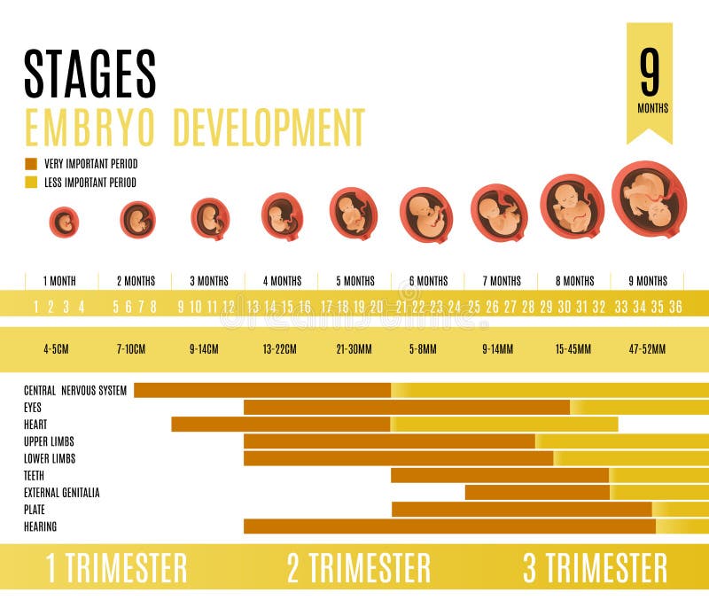 Pregnancy Month, Weeks and Trimesters Chart with Stages of Embryo ...
