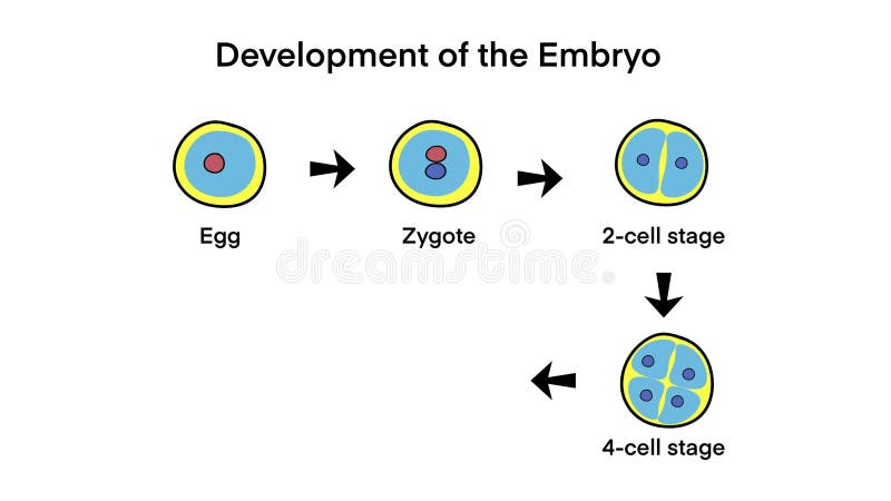 Embryo Development Stage, Starting from Egg Stock Footage - Video of ...