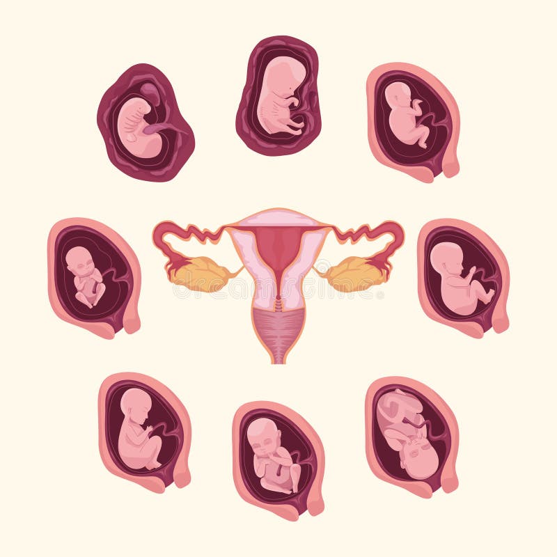 Embryo Development and Uterus Stock Vector - Illustration of uterus ...