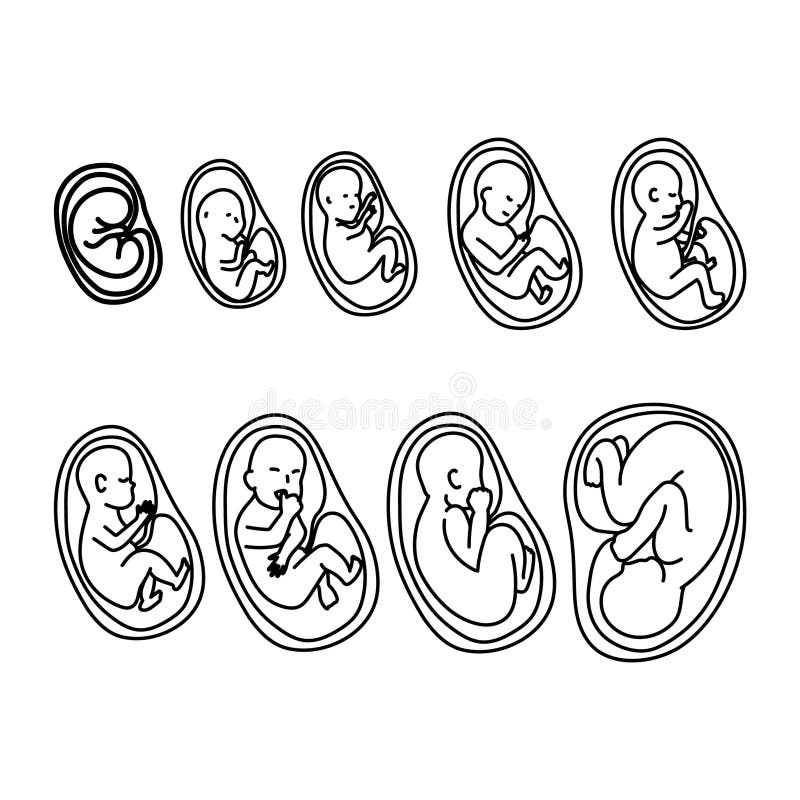 Embryo Development Vector Line Art Hand Drawn Stock Illustration ...