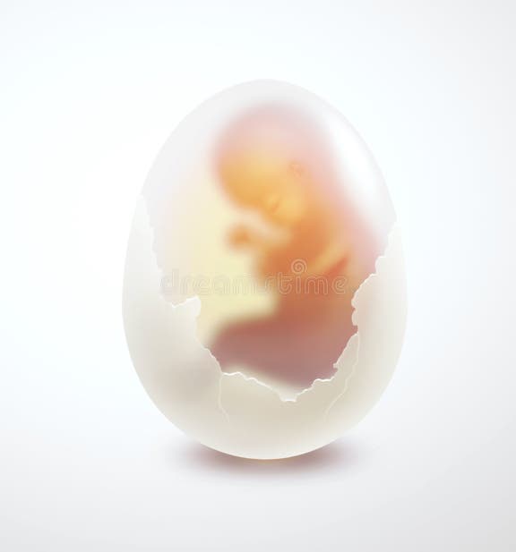 Human Embryo Egg Stock Illustrations – 3,425 Human Embryo Egg Stock ...