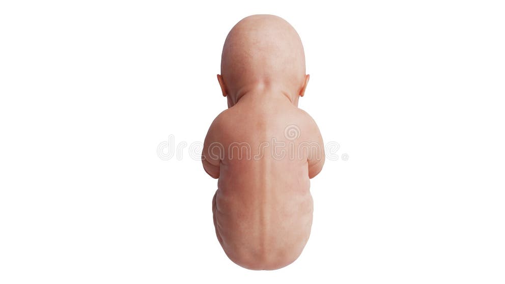 Embryo Human Fetus Unborn, Back View Stock Illustration - Illustration ...