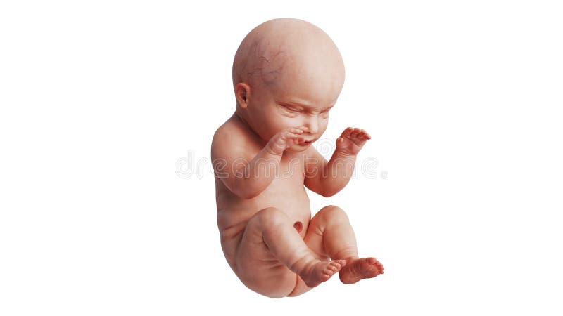 Embryo Human Fetus Unborn Baby Stock Illustration - Illustration of ...