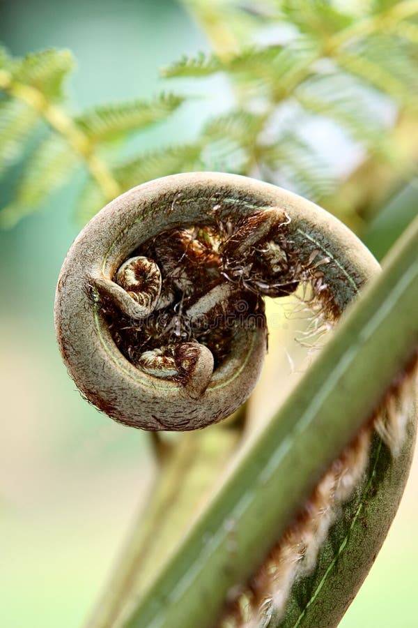 Embryo leaf of palm tree stock photo. Image of details - 2352620