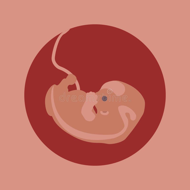Embryo phase of born stock illustration. Illustration of heartbeat ...