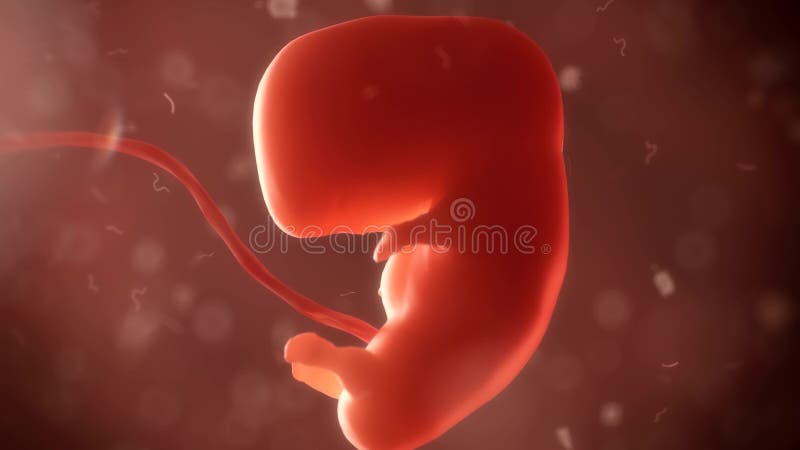 Embryo phase of born stock image. Image of life, human - 70058089