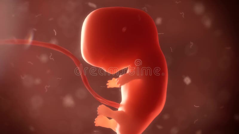 Embryo phase of born stock photo. Image of belly, anatomy - 70058104