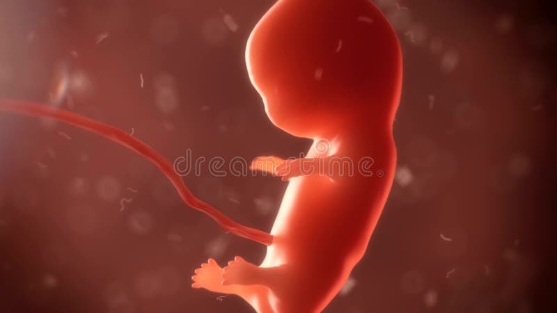 Embryo phase of born stock photo. Image of life, belly - 70058124