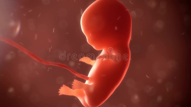 Embryo phase of born stock image. Image of development - 70058227