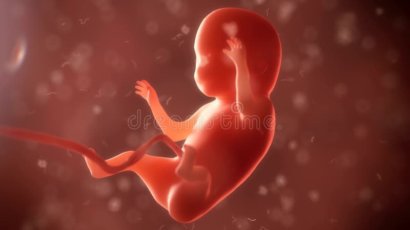 Newborn Baby, New Born Kid in Ninth Month Embryo, Human Fetus, U Stock ...