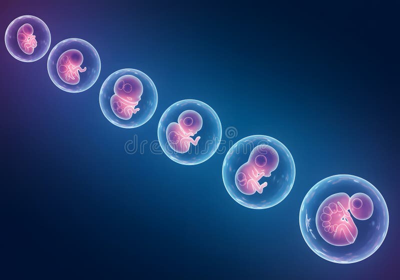 Embryo Stages of Development Illustration Stock Illustration ...