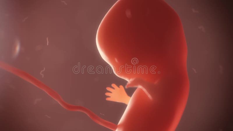 Embryo timelapse of born stock video. Video of child - 68350897