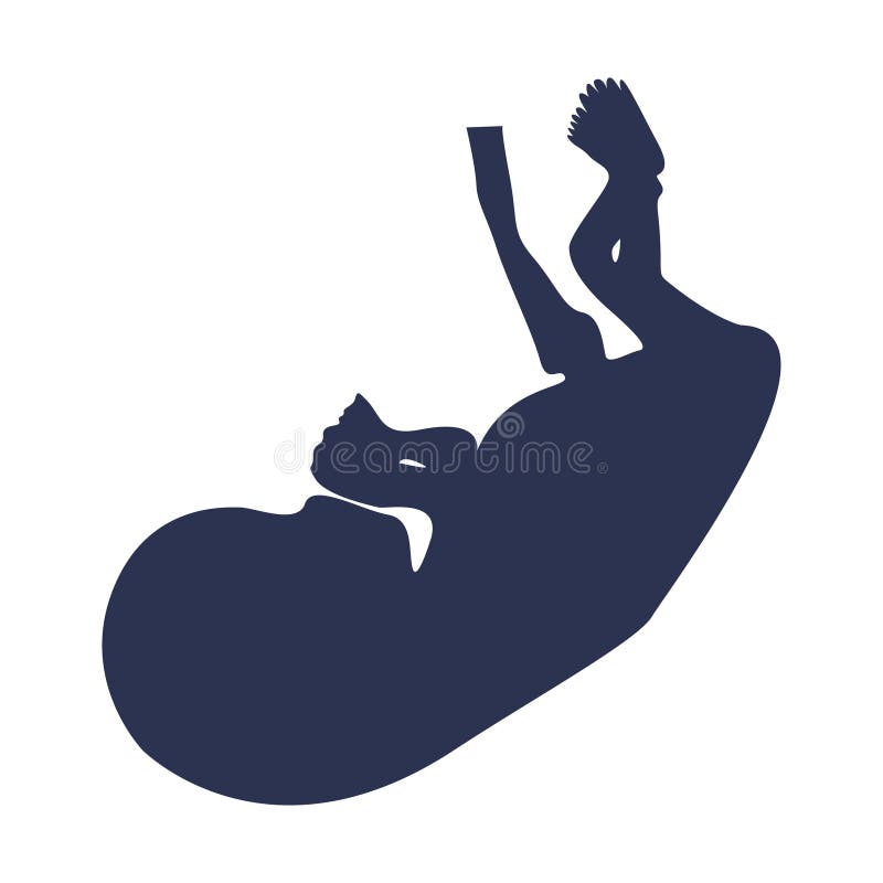 Embryo vector stock vector. Illustration of baby, anatomy - 11803699