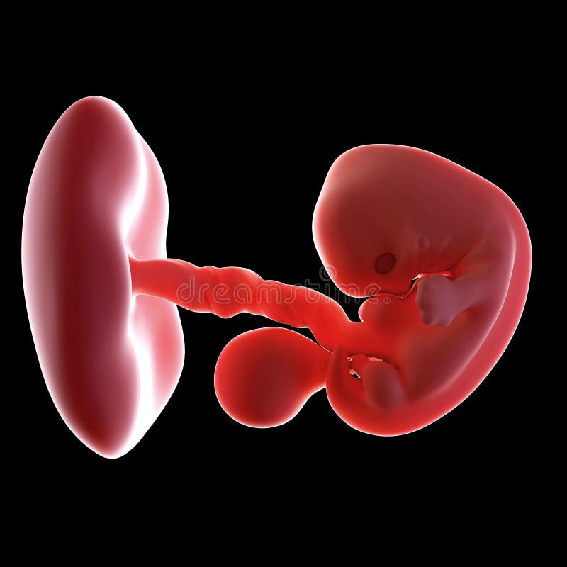 Embryo week 7 stock illustration. Illustration of anatomy - 57246401