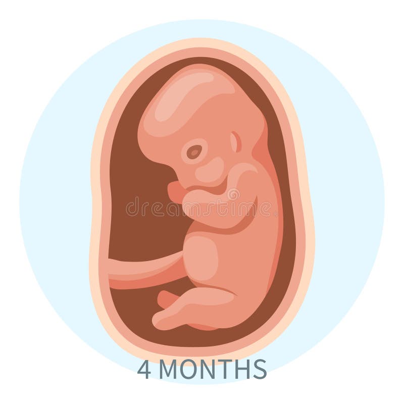 Embryo in the Womb, Set. Development and Growth of the Fetus at ... Embryo in the Womb, Set. Development and Growth of the Fetus at ...
