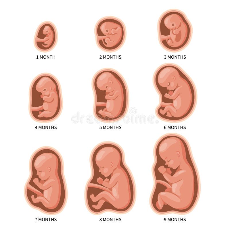 Embryo in the Womb, Set. Development and Growth of the Fetus at ... Embryo in the Womb, Set. Development and Growth of the Fetus at ...